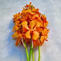 Orange Mokara Orchids - Cut Stem Bundle of 10 for Sale – Orchid Love